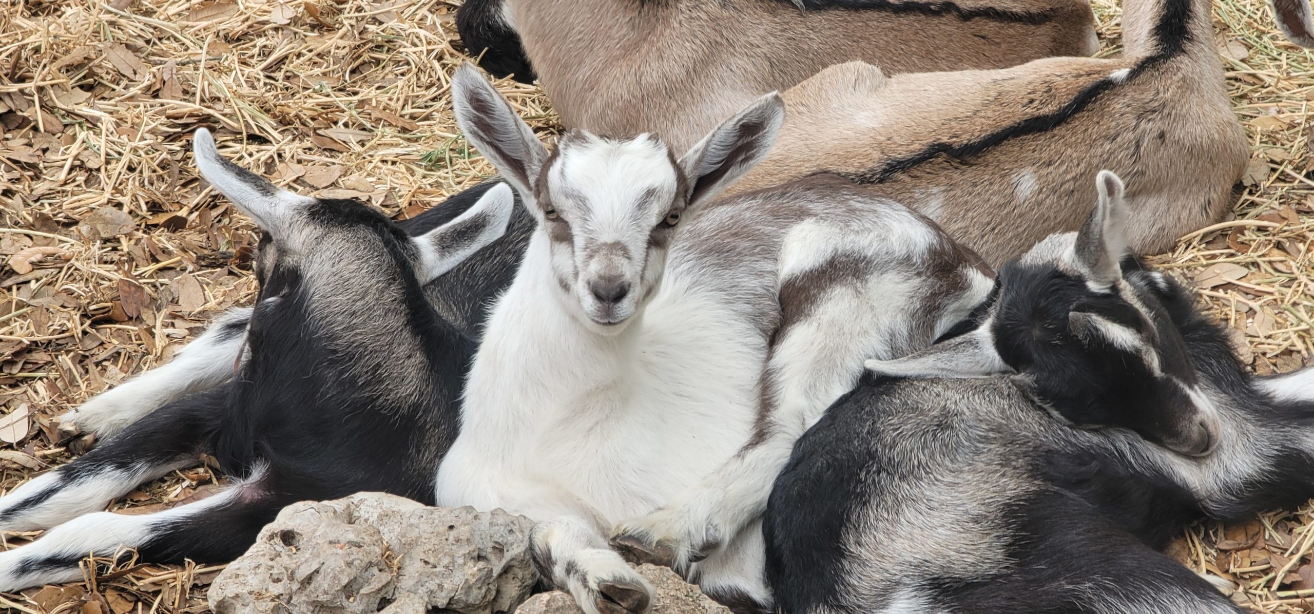 About - CKC FARMS